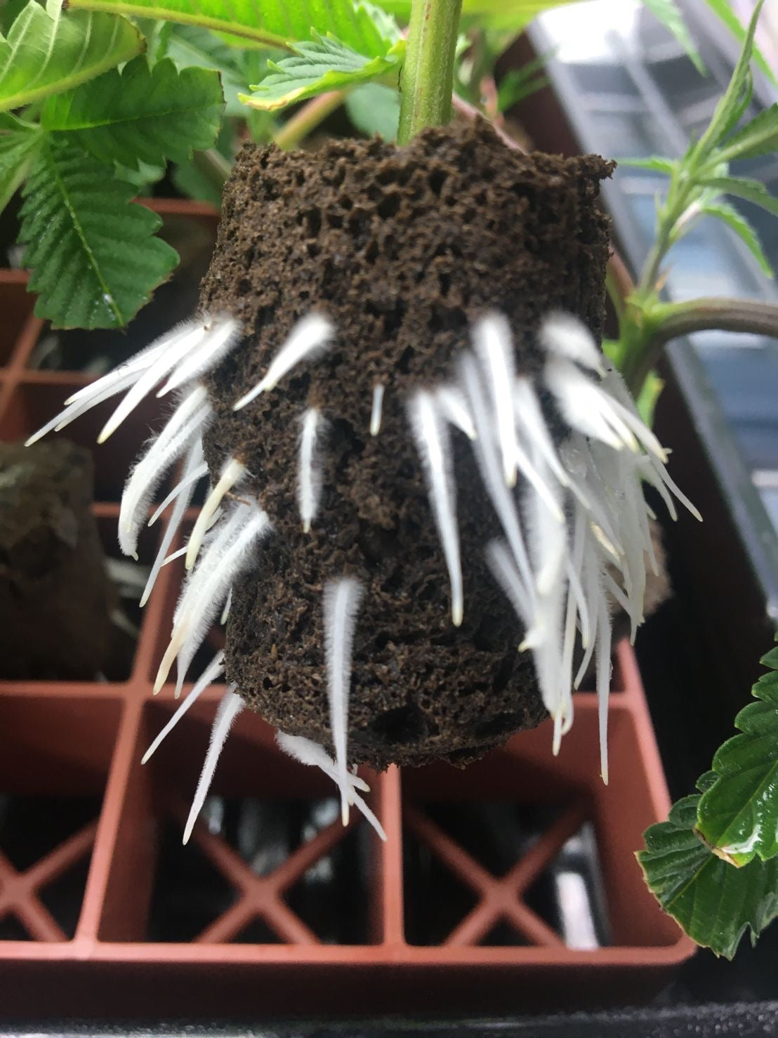 5 Reasons Why Cannabis Growers Are Switching To Coco Coir – Growhaus Supply