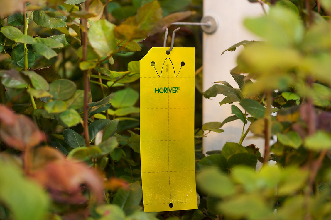 Insect Monitoring – Growhaus Supply