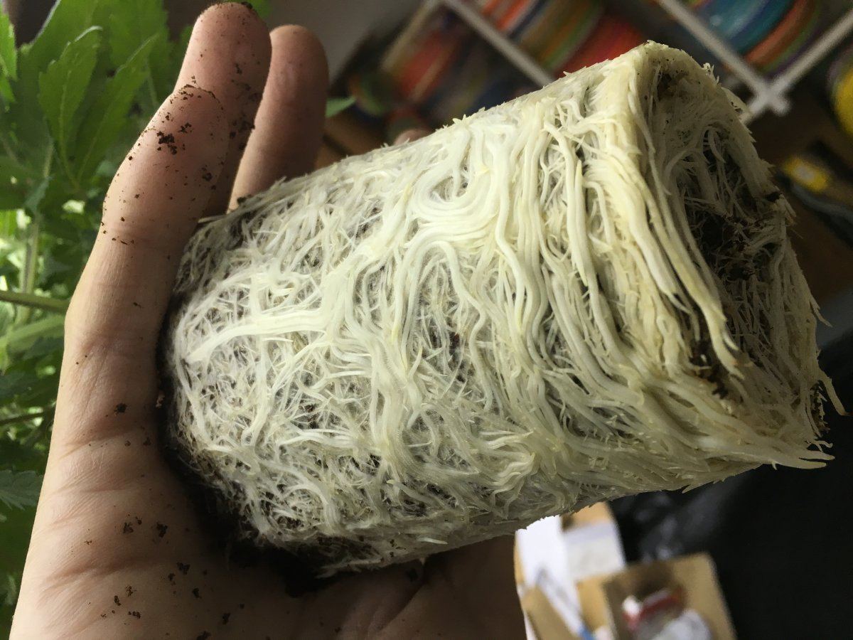 Microbial Inoculants – Growhaus Supply