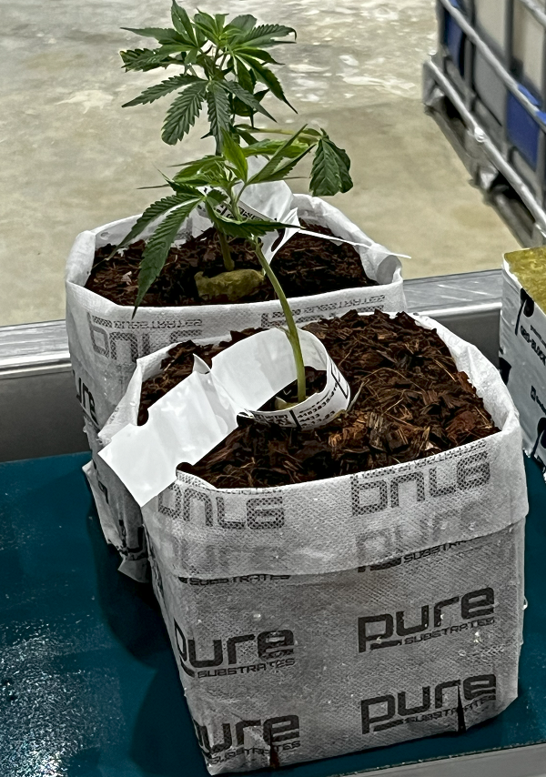 PURE SUBSTRATES Max Air - 2 Gallon Grow Bag - Power HP – Growhaus Supply